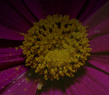 Breathe Easier with Window Screen Pros' Pollen Guard: A Game-Changer ...