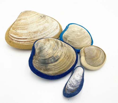 Sea Sound Shell Rattles - Sunreed Instruments