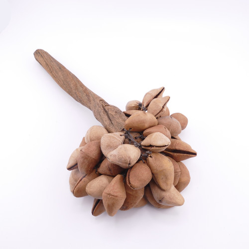 Large Peruvian Kenari Seed Pod Rattle - Sunreed Instruments