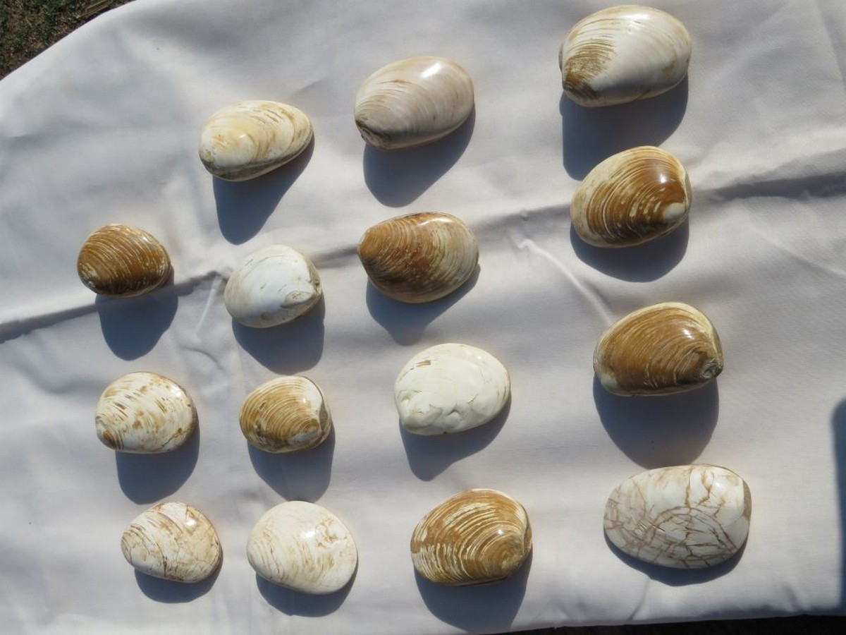 Polished X Rare Trigonia Fossil Bivalve Specimens - StarStuff.Rocks