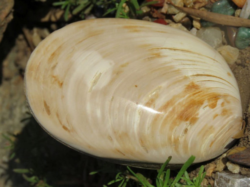 Polished X Rare Trigonia Fossil Bivalve Specimens - StarStuff.Rocks