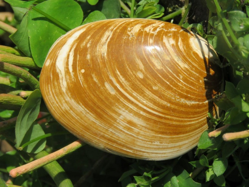 Polished X Rare Trigonia Fossil Bivalve Specimens - StarStuff.Rocks