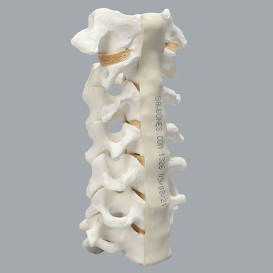 Best Anatomical Medical Training Models Company | Sawbones