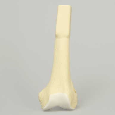 Best Anatomical Medical Training Models Company | Sawbones