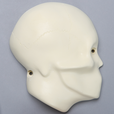 Skull, Half, for Cranial Access Models - Sawbones