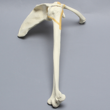 Shoulder, Articulated, Foam Cortical, Right - Sawbones
