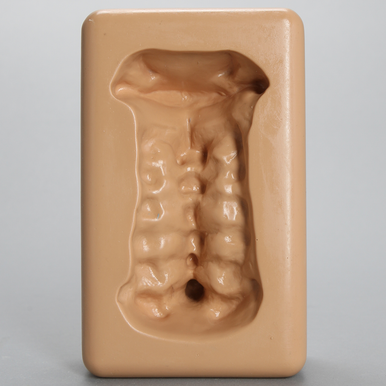 Spine Holder, Anterior C1-C7 - Sawbones