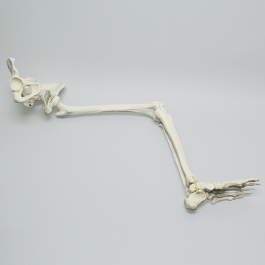 Pelvis with Removable Leg, Full Female, Solid Foam and Foam Cortical ...