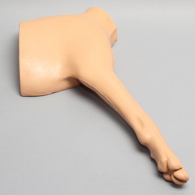 Canine Forelimb includes Fully Encased Shoulder - Sawbones