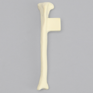 Feline Tibia with Vise Attachment - Sawbones