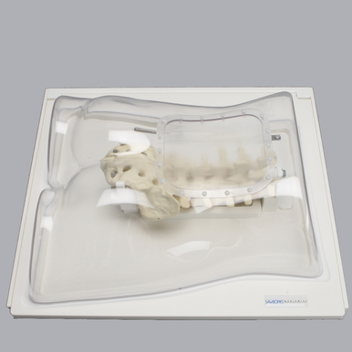 Lumbar Holder, L1-Sacrum, Clear Shell Torso - Sawbones