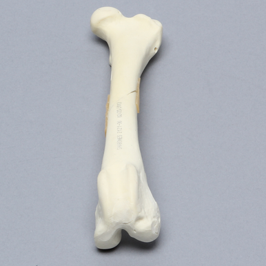 Canine Femur with Fracture - Sawbones
