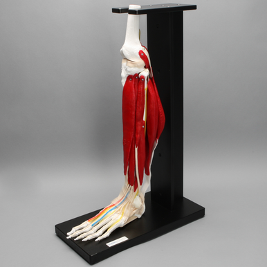 Foot and Ankle with Full Anatomy - Sawbones