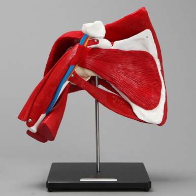 Shoulder with Full Anatomy - Sawbones