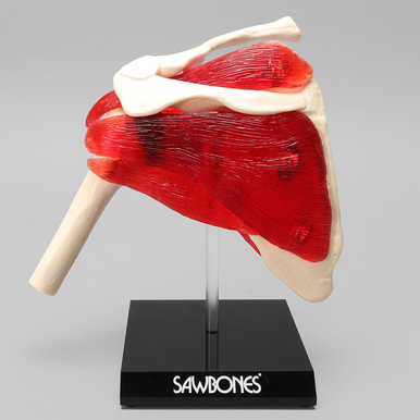 Total Shoulder Demonstrator - Sawbones