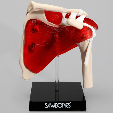 Shoulder Patient Demonstrator - Sawbones