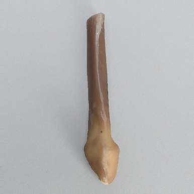 Distal Fibula, absolute™ 4th Gen., 17 PCF Solid Foam, Large - Sawbones