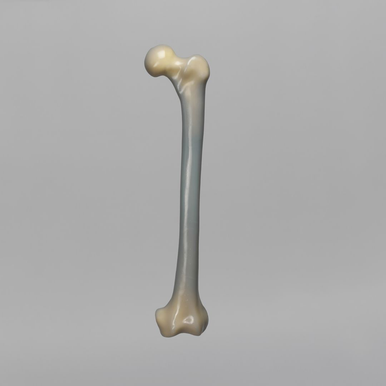 Femur, absolute™ 4th Gen., 10 PCF Solid Foam Cancellous, Large - Sawbones