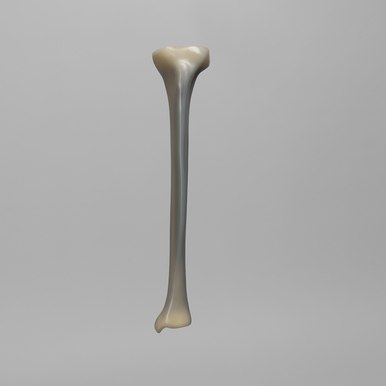 Tibia, absolute™ 4th Gen., 17 PCF Solid Foam Core, Medium - Sawbones