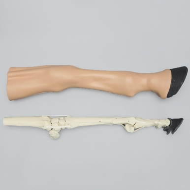 Equine Encased Distal Thoracic Limb with Carpal and Phalanx Fractures ...