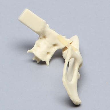 Feline Hemi Pelvis with Sacrum and Luxation - Sawbones