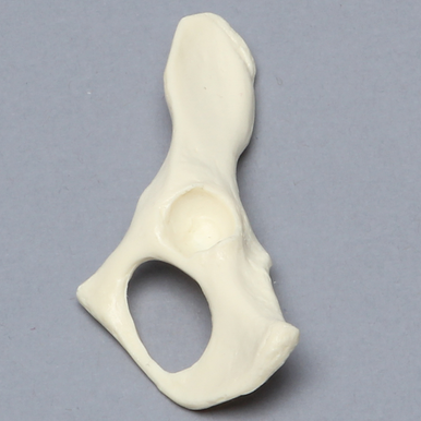 Feline Hemi Pelvis, Solid Foam, Left - Sawbones