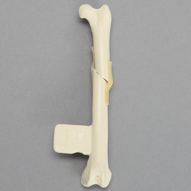 Feline Femur with Oblique Fracture - Sawbones