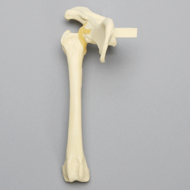 Canine Hemi Pelvis with Fractured Femur - Sawbones