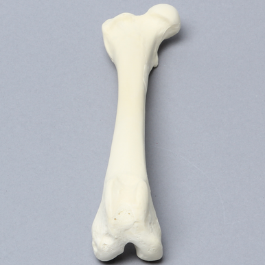 Canine Femur, Foam Cortical Shell, Right - Sawbones