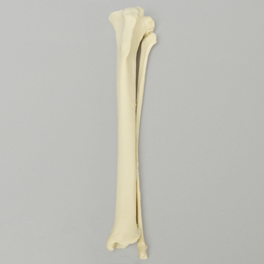 Canine Tibia/Fibula - Sawbones