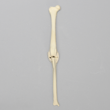 Canine Knee with MCL and LCL Ligaments, Toy Breed - Sawbones