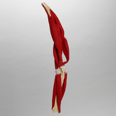 Canine Forelimb includes Shoulder and Elbow with Ligaments and Muscles ...