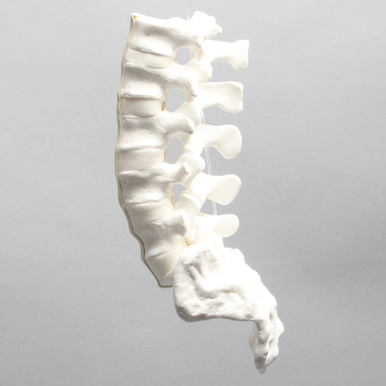 Lumbar Vertebrae with Pedicle Tunnels, L1-Sacrum - Sawbones
