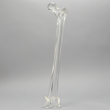Femur with 15.6 mm Canal, Solid Clear Plastic - Sawbones
