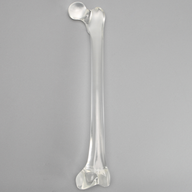 Femur without Canal, Solid Clear Plastic, Large - Sawbones