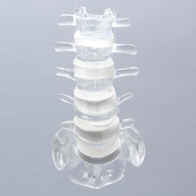 Spine with Ligaments, Lumbar, Solid Clear Plastic - Sawbones