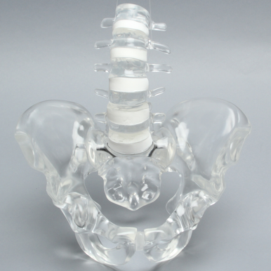 Spine with Full Pelvis, Lumbar, Solid Clear Plastic - Sawbones