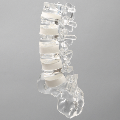 Spine, Lumbar, Solid Clear Plastic - Sawbones