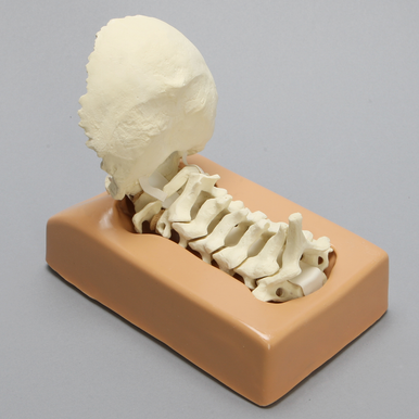 Spine Holder, Posterior C1-C7 - Sawbones
