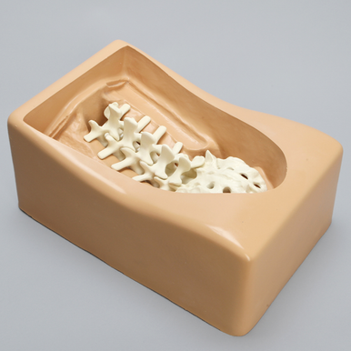 Spine Holder for L1-Sacrum with Muscle Anatomy - Sawbones