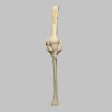 Knee Insert, Arthroscopy - Sawbones