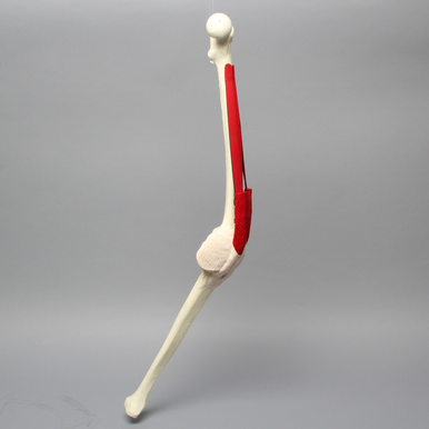 Knee with Muscles and Tendons for #1517-20 - Sawbones