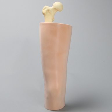 Femur, Encased in Soft Tissue - Sawbones