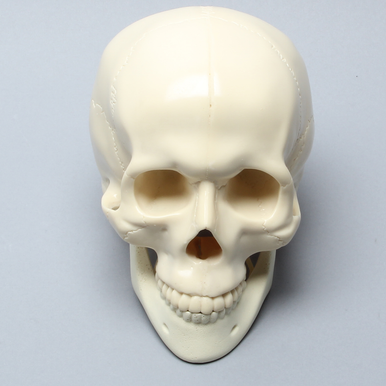 Skull, Full, With Vise Attachment - Sawbones