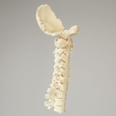 Spine, Occipital-T3, Ligaments and Tan Discs, Solid Foam - Sawbones