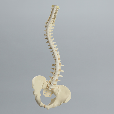 Spine with Pelvis, Flex and Hold Feature, Full, Solid Foam - Sawbones