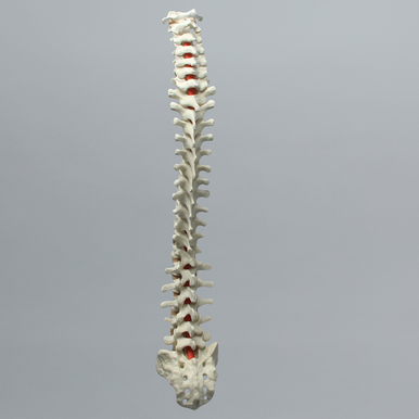 Spine, Full, Foam Cortical - Sawbones