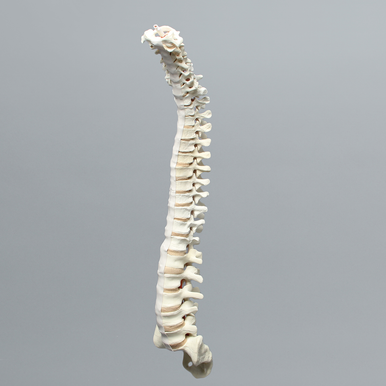 Spine, Full, Solid Foam - Sawbones