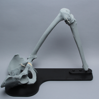 Hip Assembly with Radiopaque Properties on Stand, Male - Sawbones