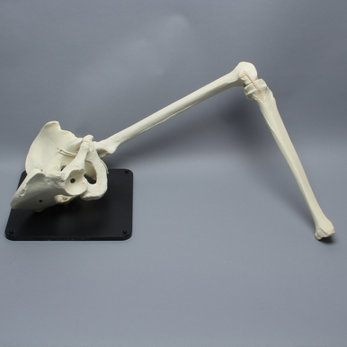 Hip Assembly with Replaceable Knee #1145-60, Male - Sawbones